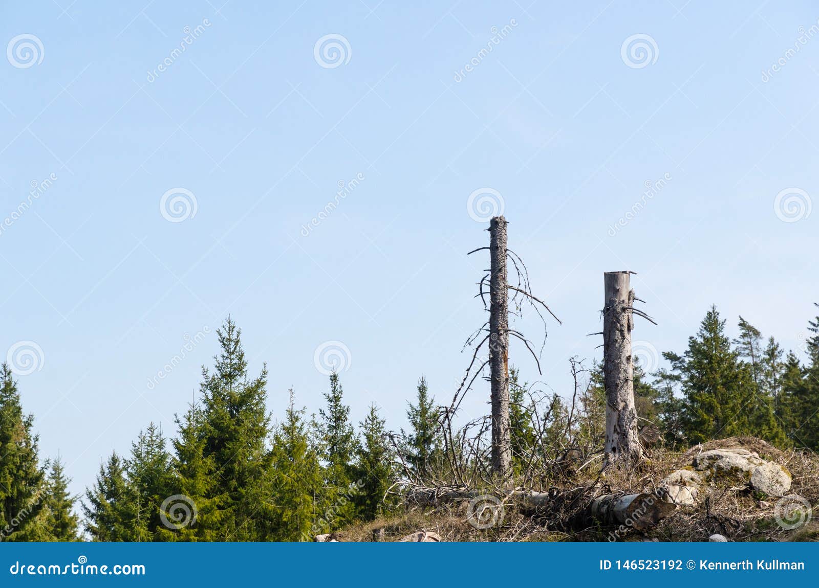 Standing High Tree Stumps in a Clear Cut Forest Area Stock Photo ...