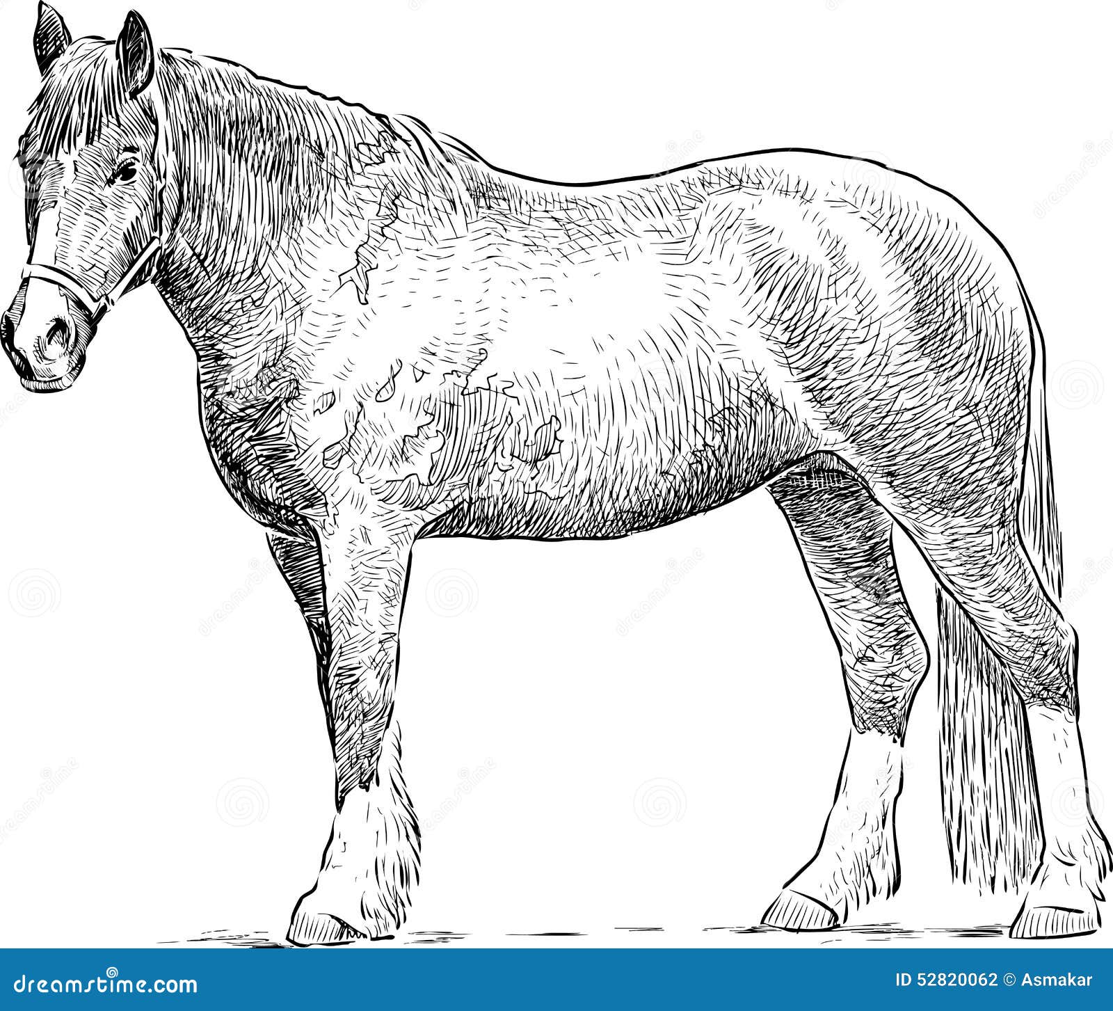 Standing horse stock vector. Illustration of vector, sketch - 52820062