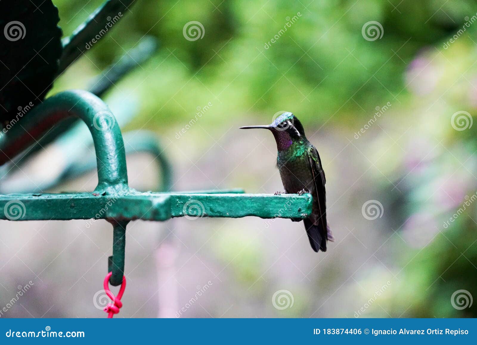 Standing Green and Wild Hummingbird in Costa Rica Nature Stock Photo ...