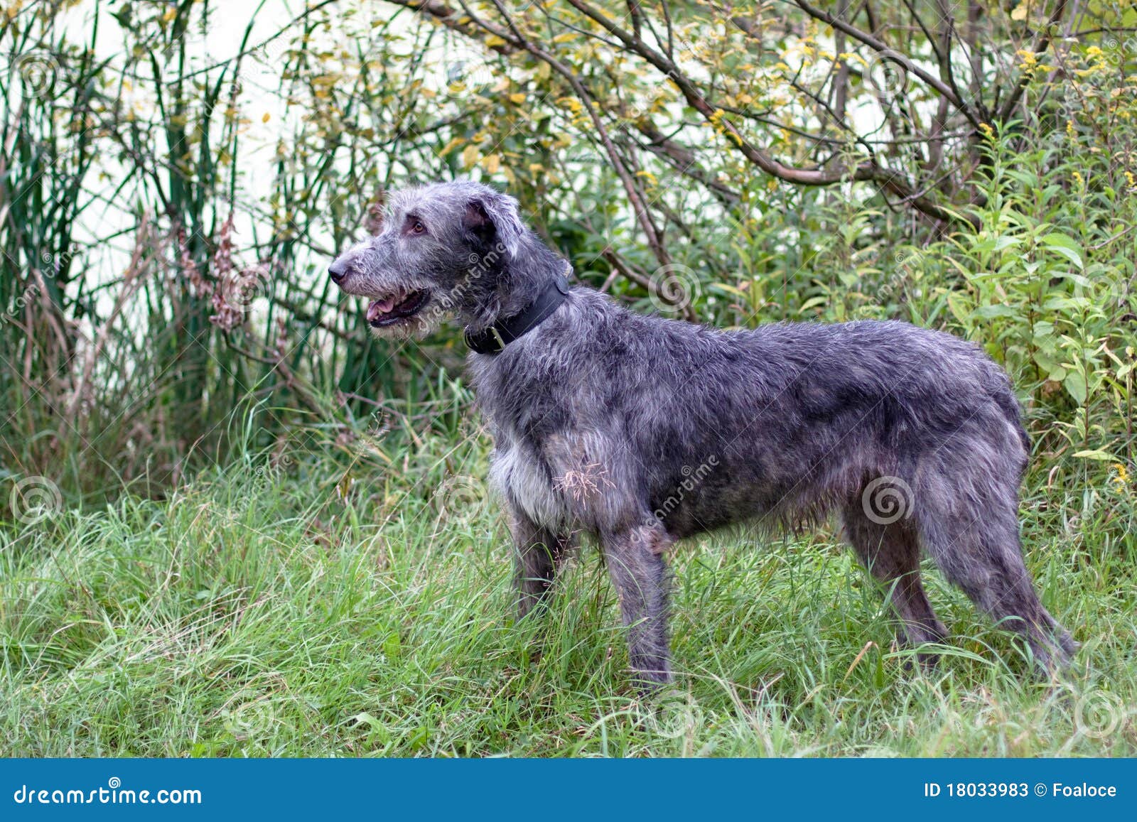Standing irish wolfhound stock image. Image of wolfhound - 18033983