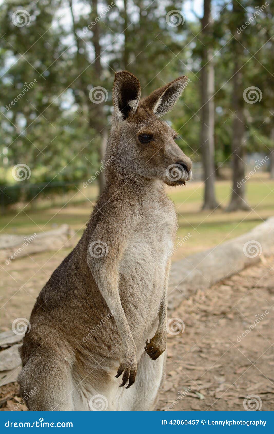 Standing Kangaroo stock image. Image of perth, cute, side - 42060457