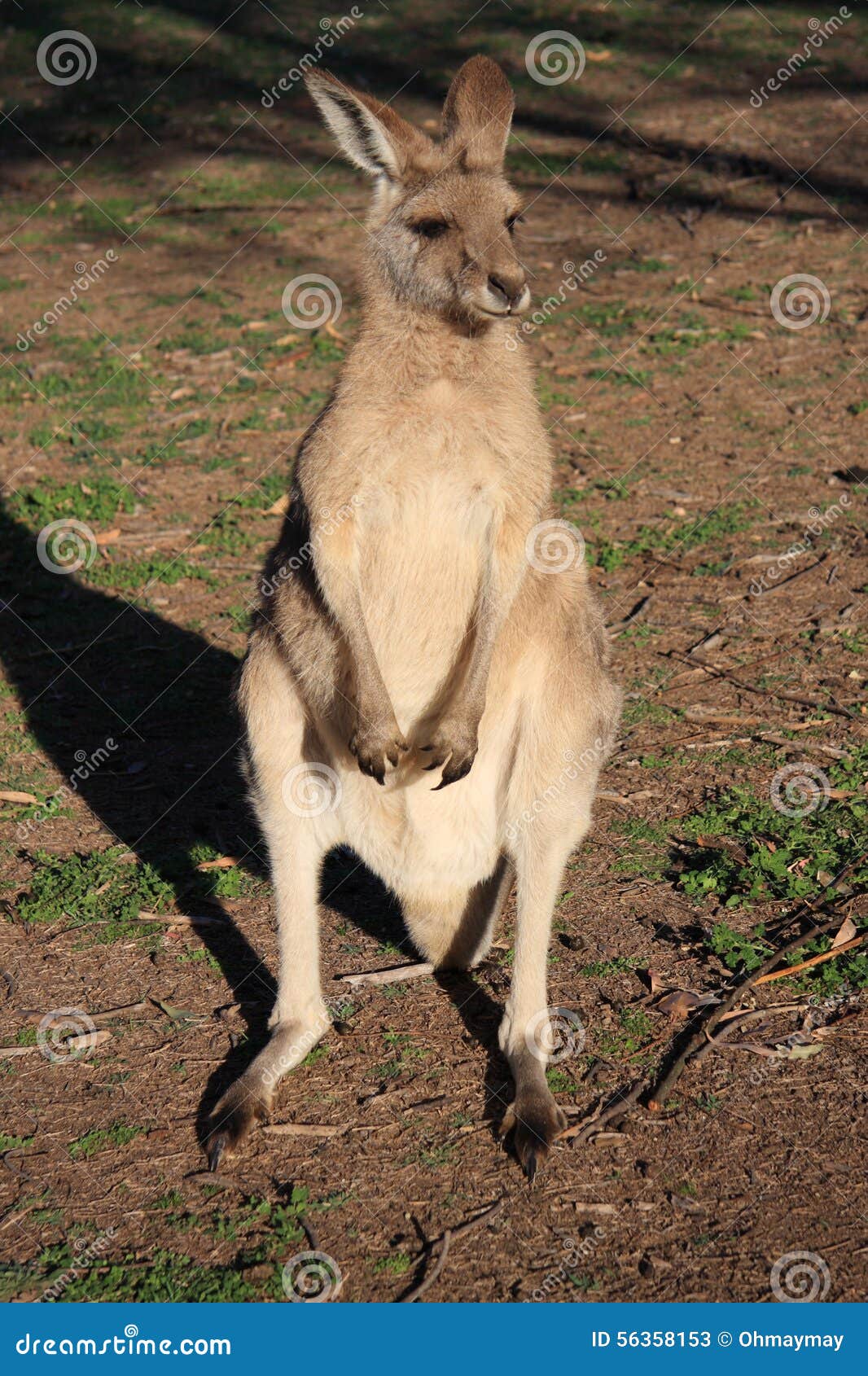 Standing kangaroo stock image. Image of standing, protected - 56358153