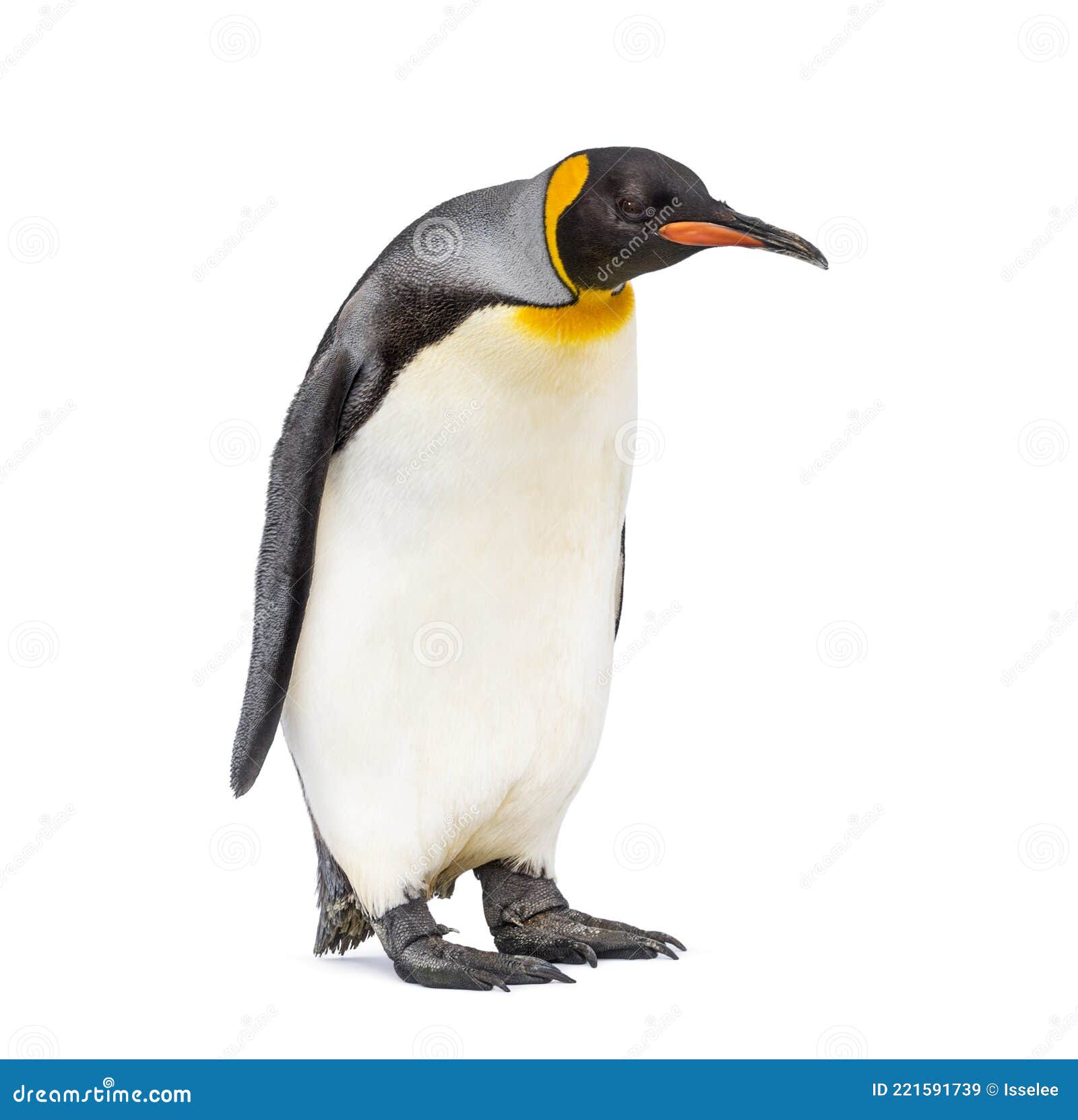 Standing King Penguin Looking Down Stock Image - Image of biodiversity ...