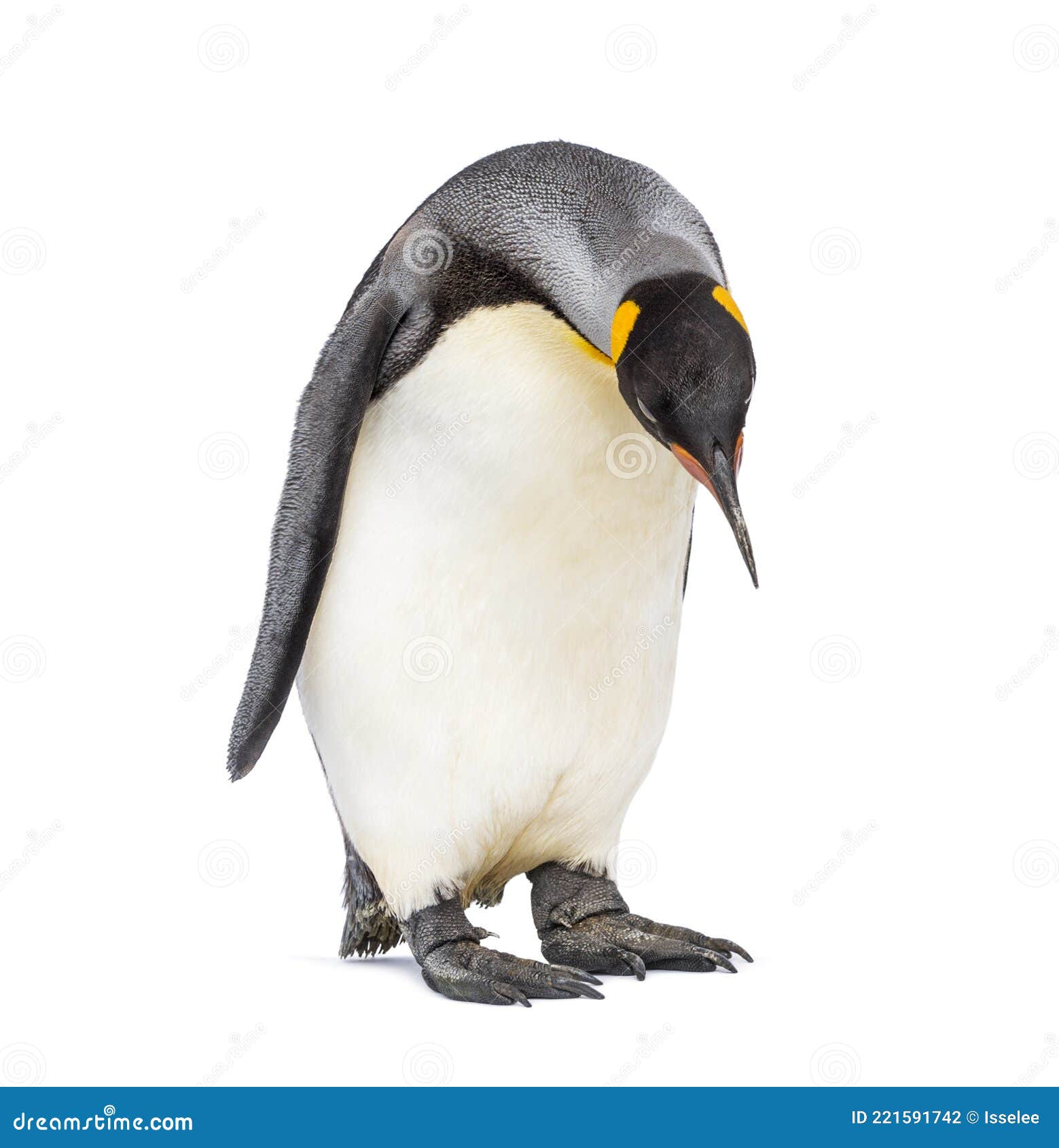 Standing King Penguin Looking Down Stock Photo - Image of vertebrate ...