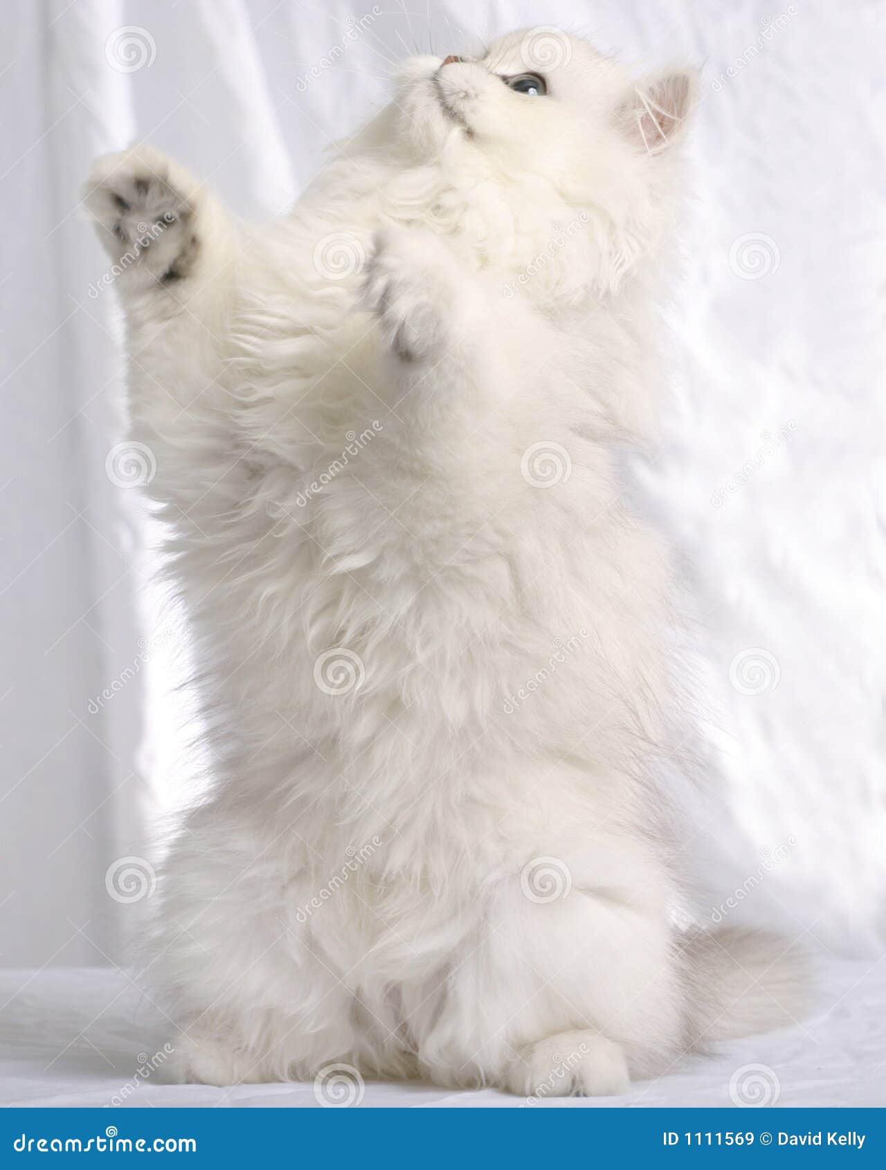 Standing Kitten stock image. Image of fuzzy, playful, feline - 1111569