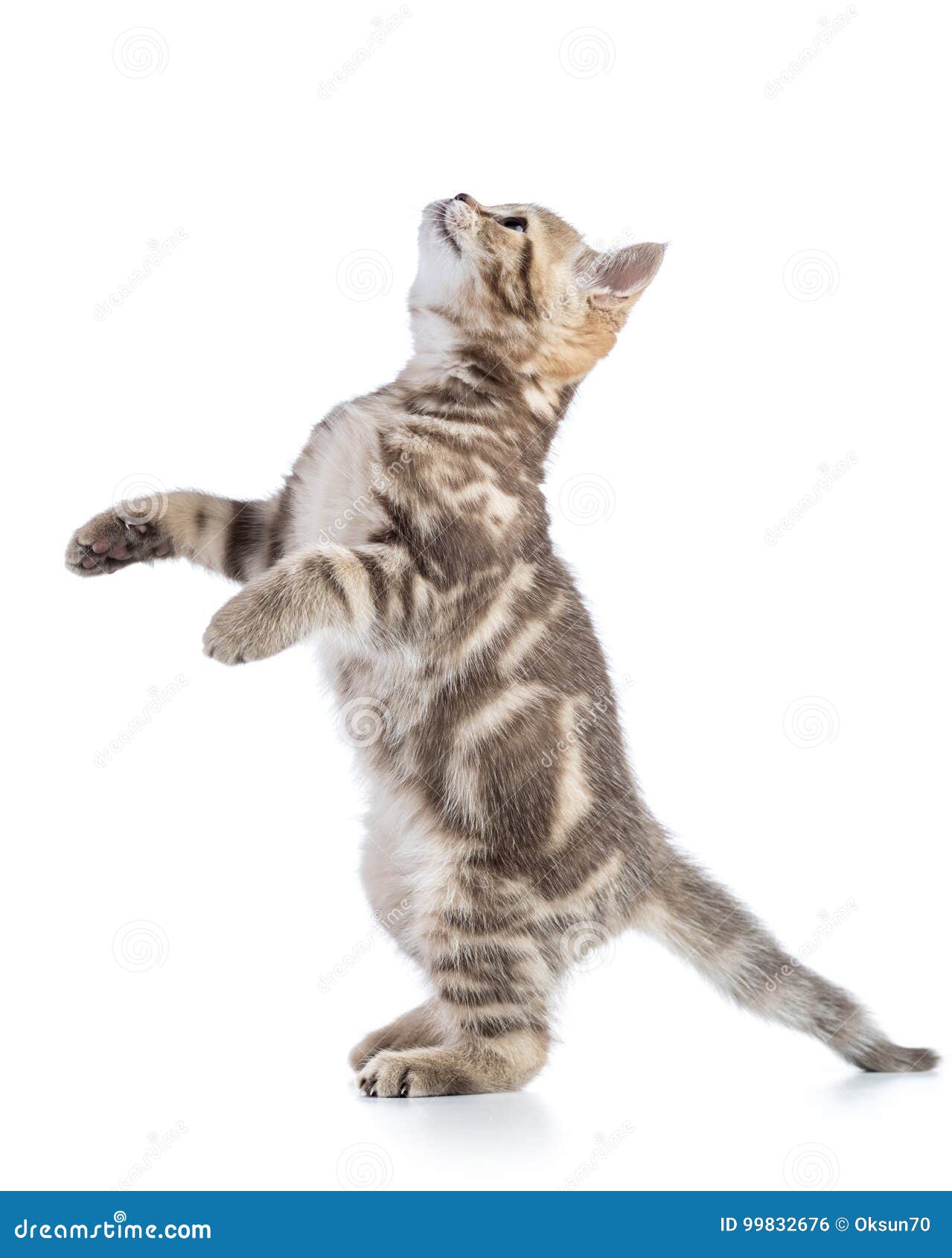 Cat Profile Standing