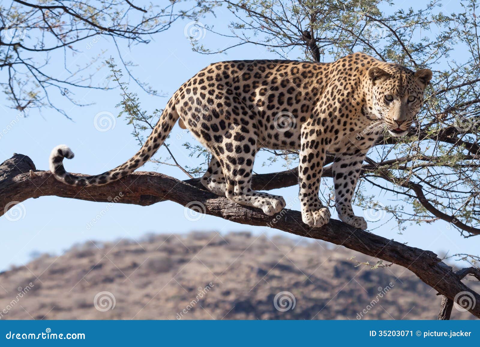 Standing leopard stock image. Image of carnivorous, pardus - 35203071