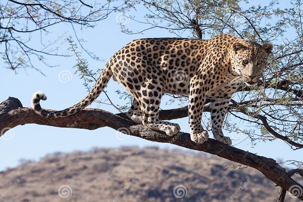 Standing leopard stock image. Image of carnivorous, pardus - 35203071