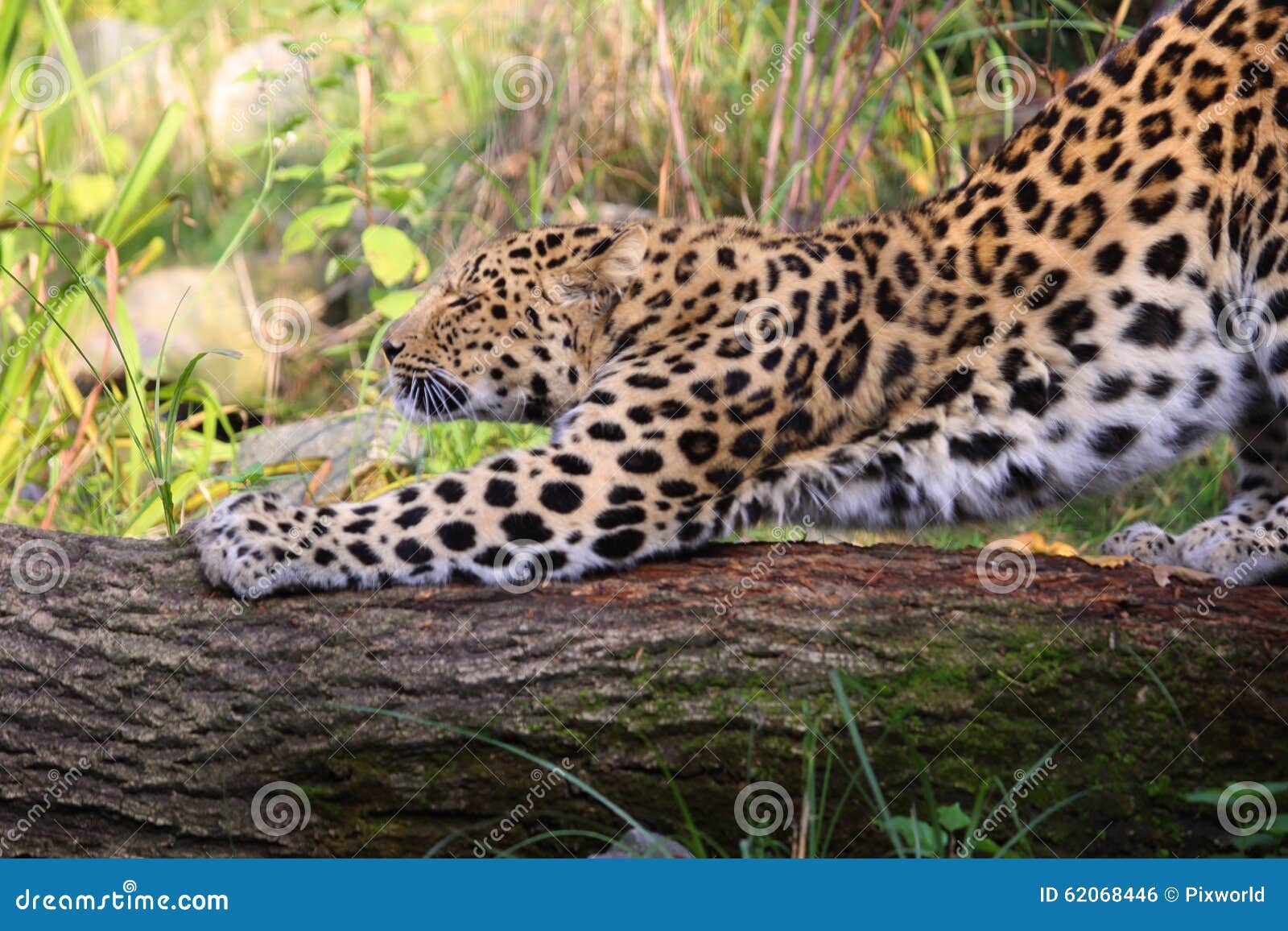 Standing leopard stock photo. Image of hungry, solio - 62068446