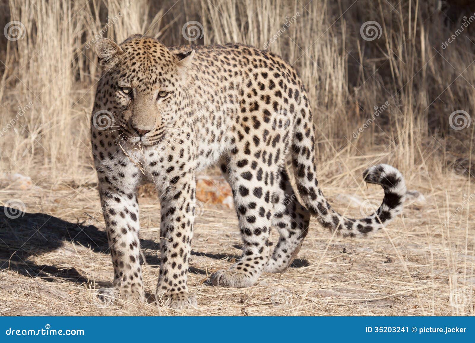 Standing leopard stock image. Image of branch, animal - 35203241