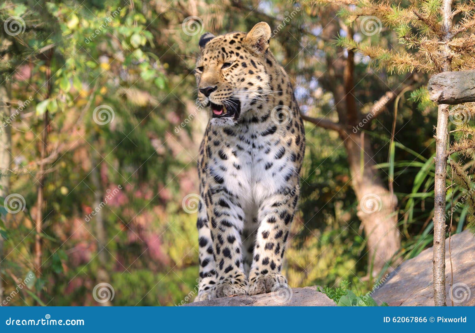 Standing leopard stock photo. Image of eating, serengeti - 62067866