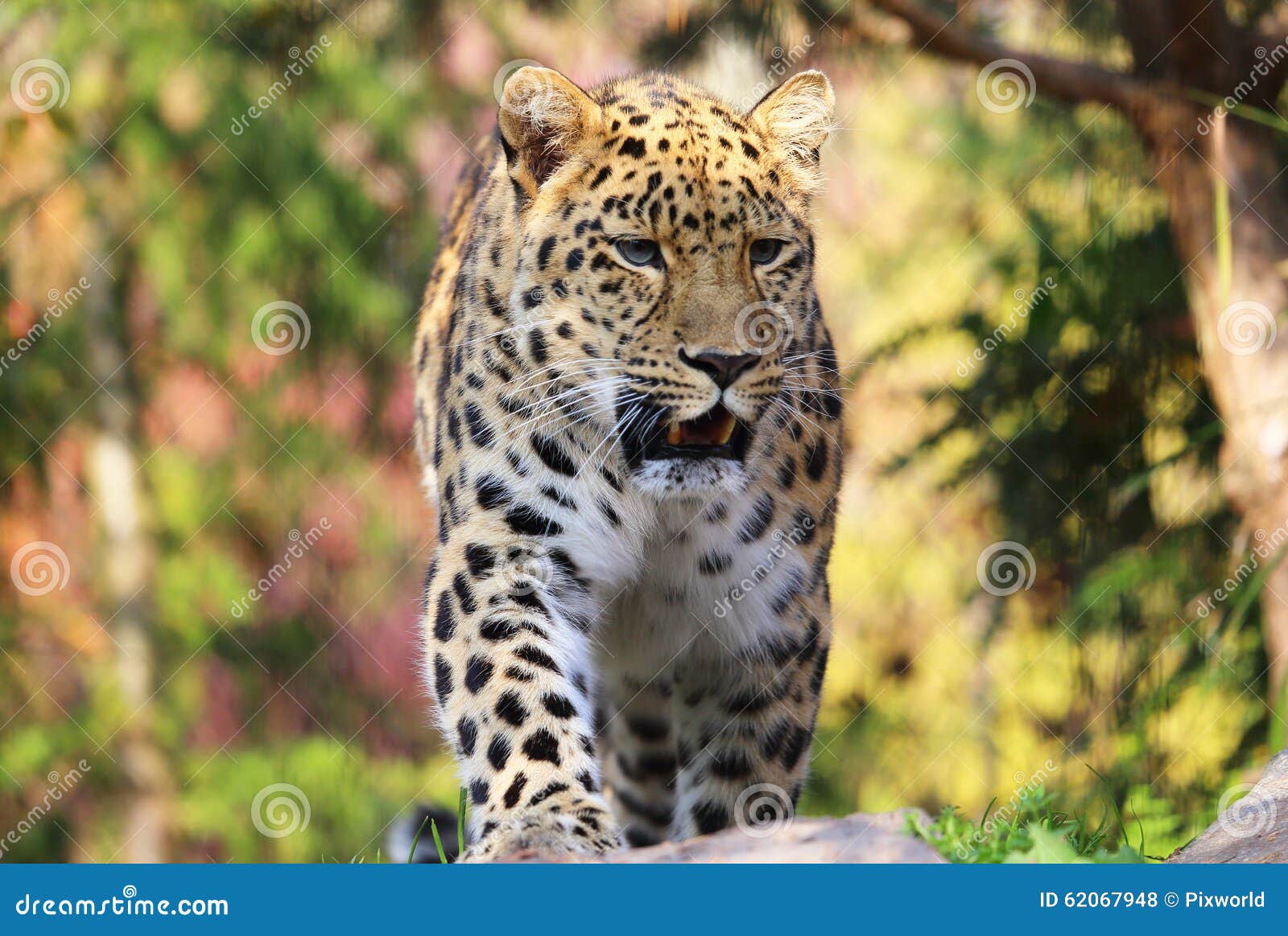 Standing leopard stock photo. Image of tsavo, samburu - 62067948