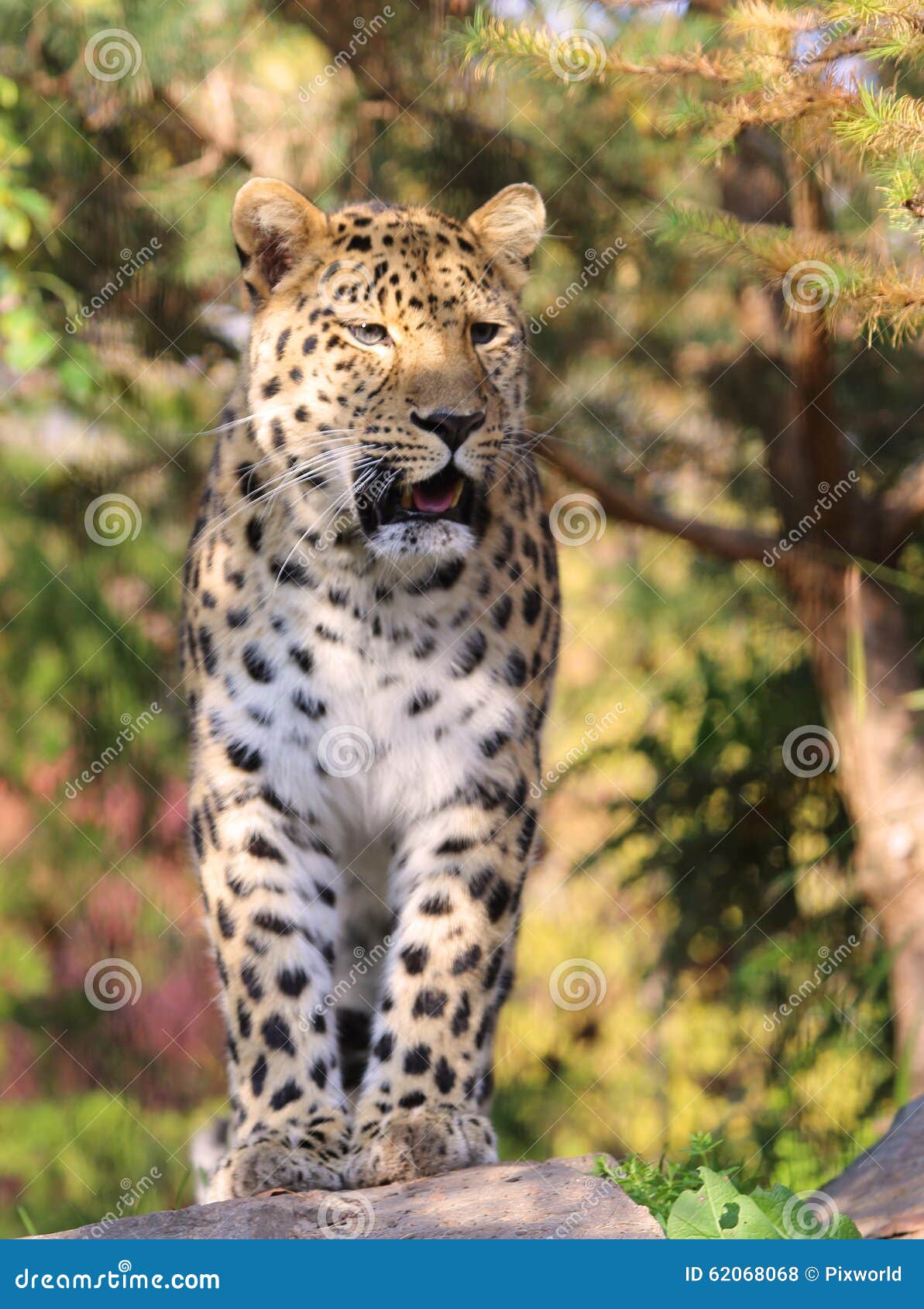 Standing leopard stock photo. Image of meat, victim, family - 62068068