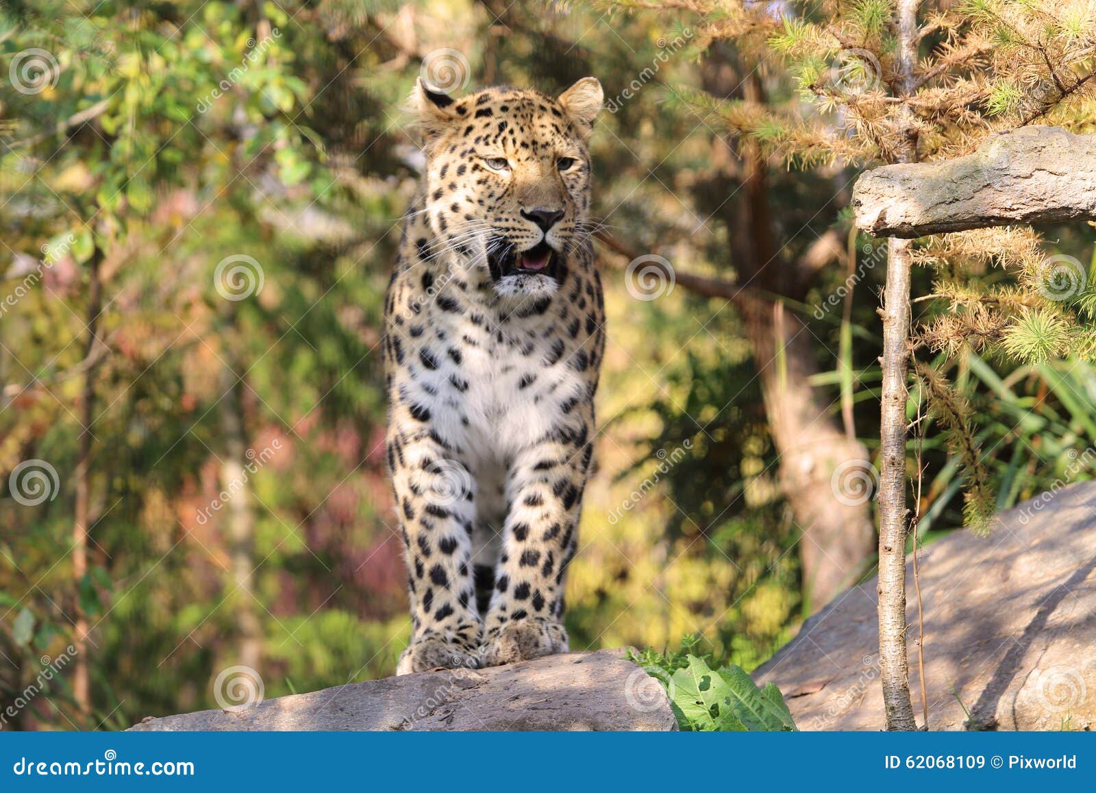 Standing leopard stock image. Image of power, lion, leoard - 62068109