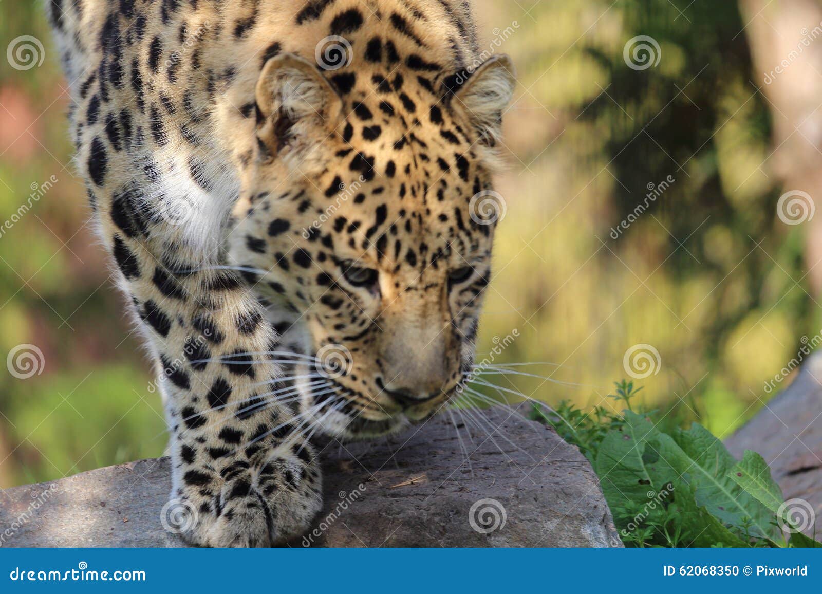Standing leopard stock photo. Image of victim, hair, drinking - 62068350