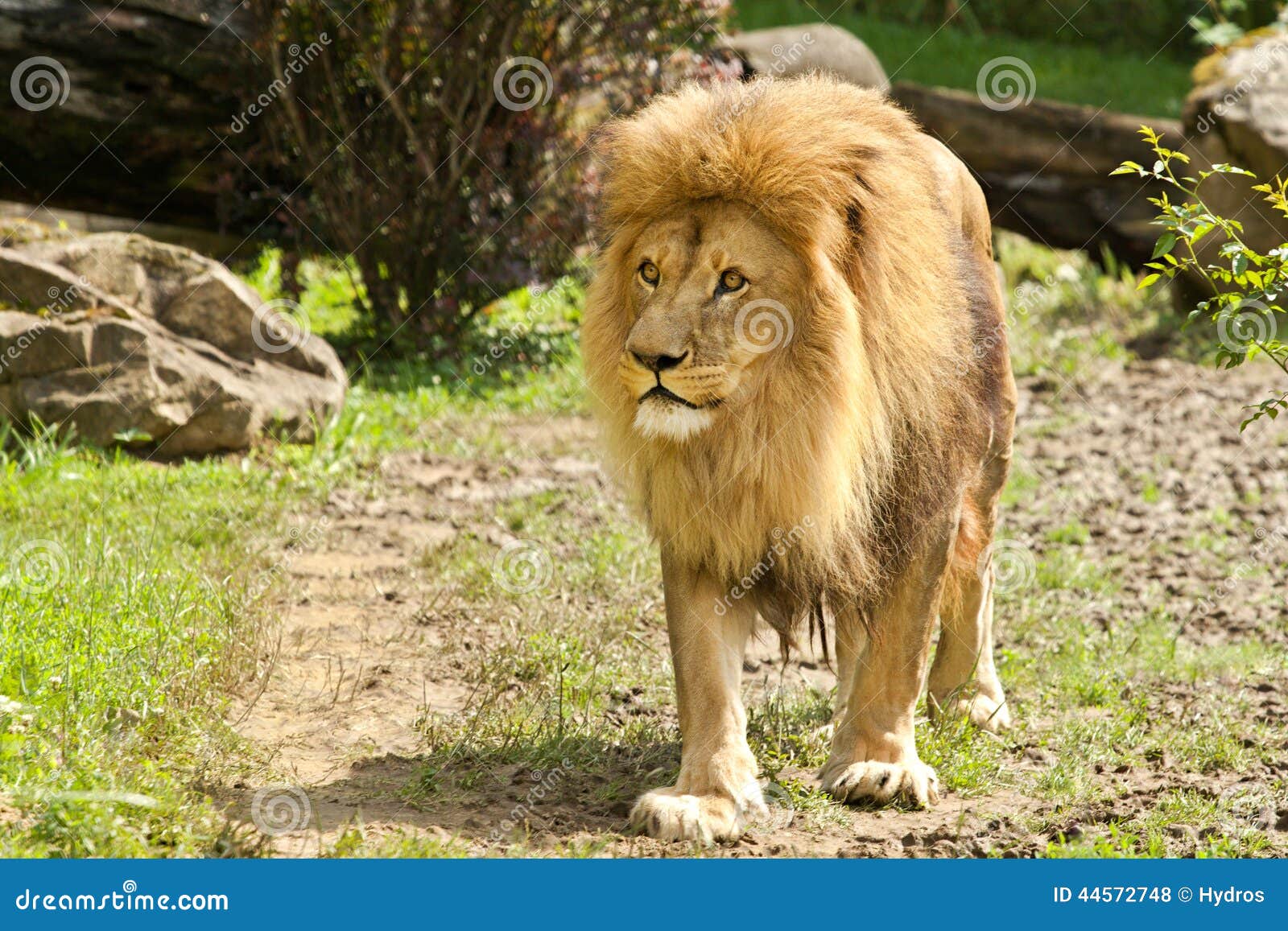 Standing lion closeup stock photo. Image of golden, kenya - 44572748