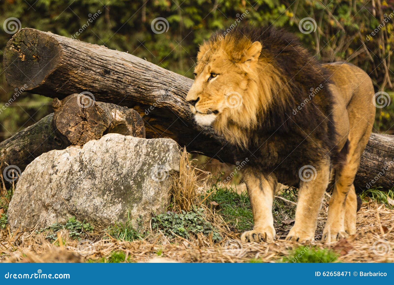 Standing lion stock image. Image of rock, south, tree - 62658471