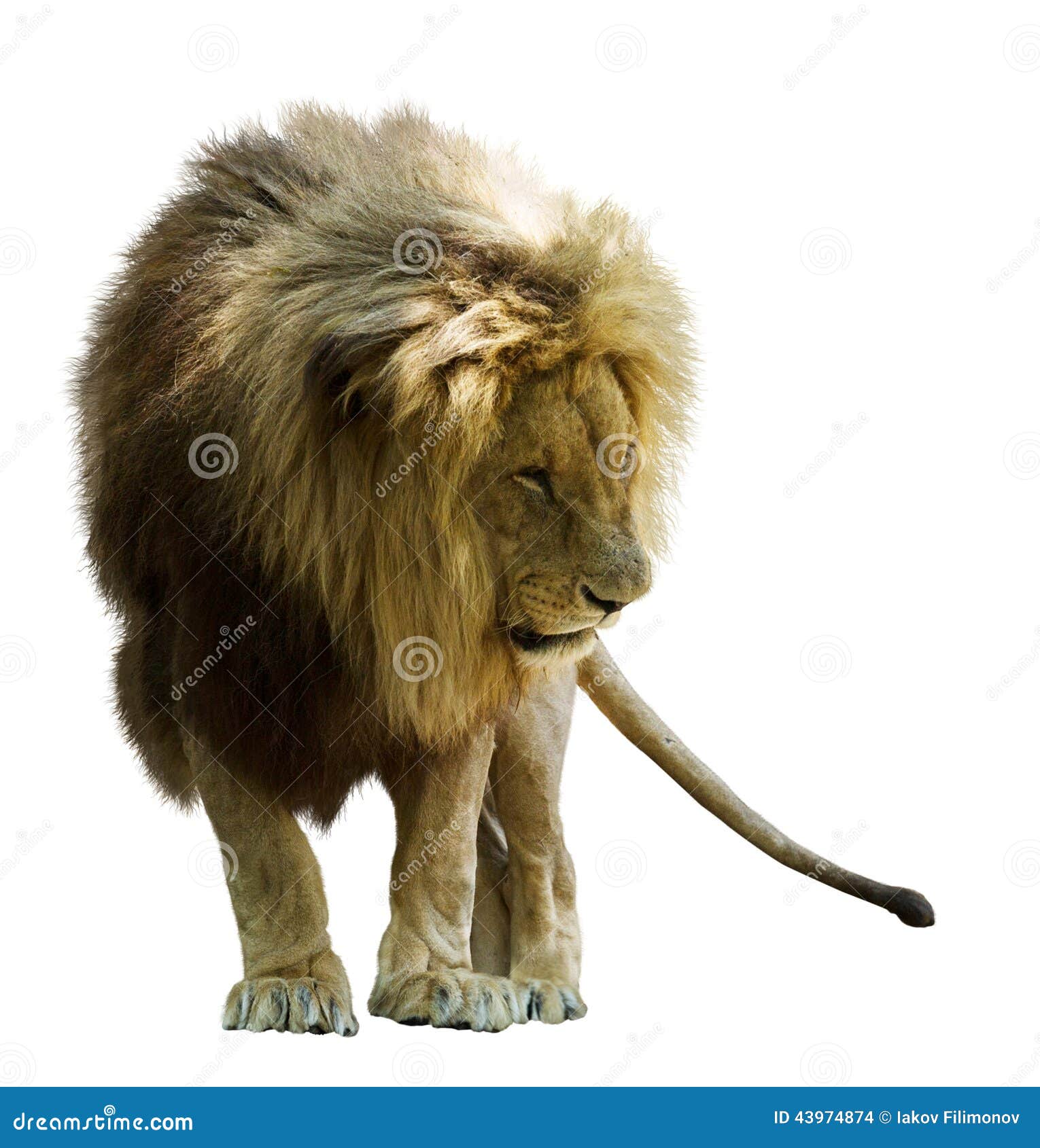 Lion Front View Standing
