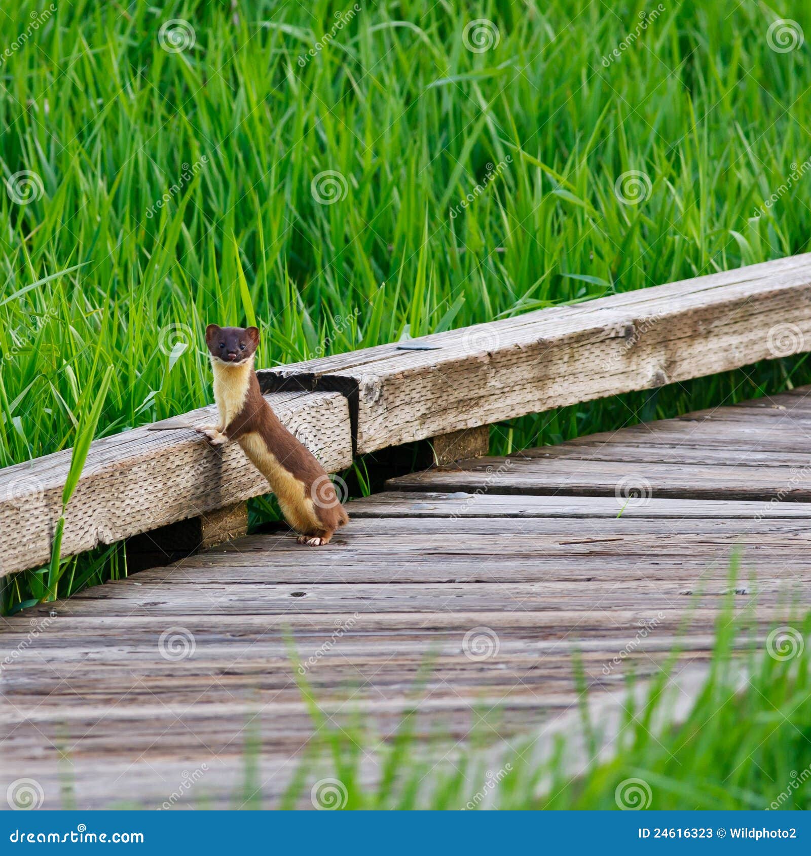 Standing Long Tailed Weasel Stock Image - Image of adorable, blades ...