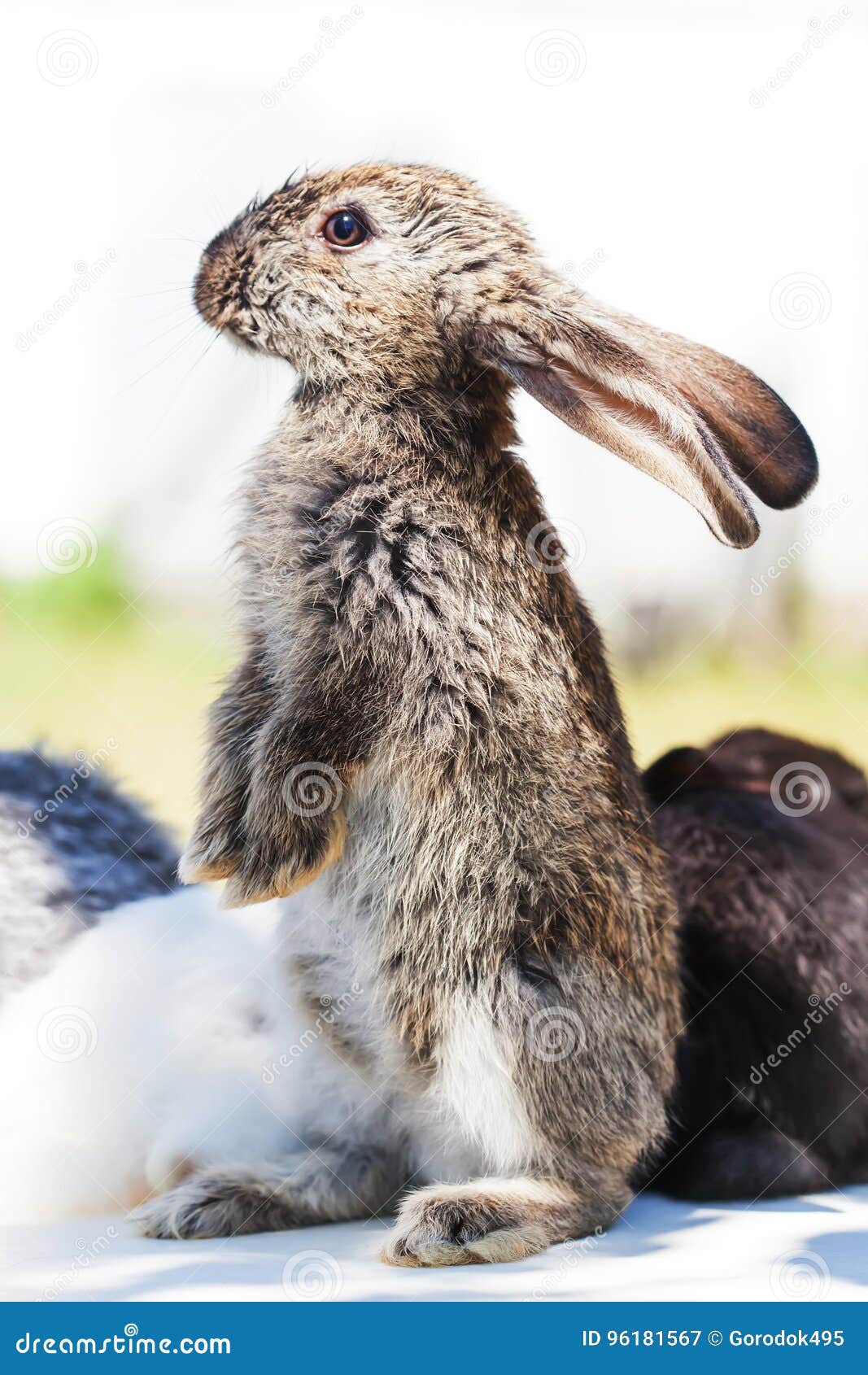 Standing Looking Fluffy Gray Rabbit. Close-up Shallow Depth of Field ...