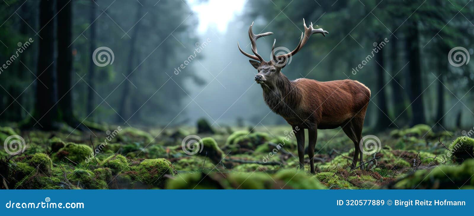 Standing Magnificent Deer In The Beautiful Forest Stock Image ...