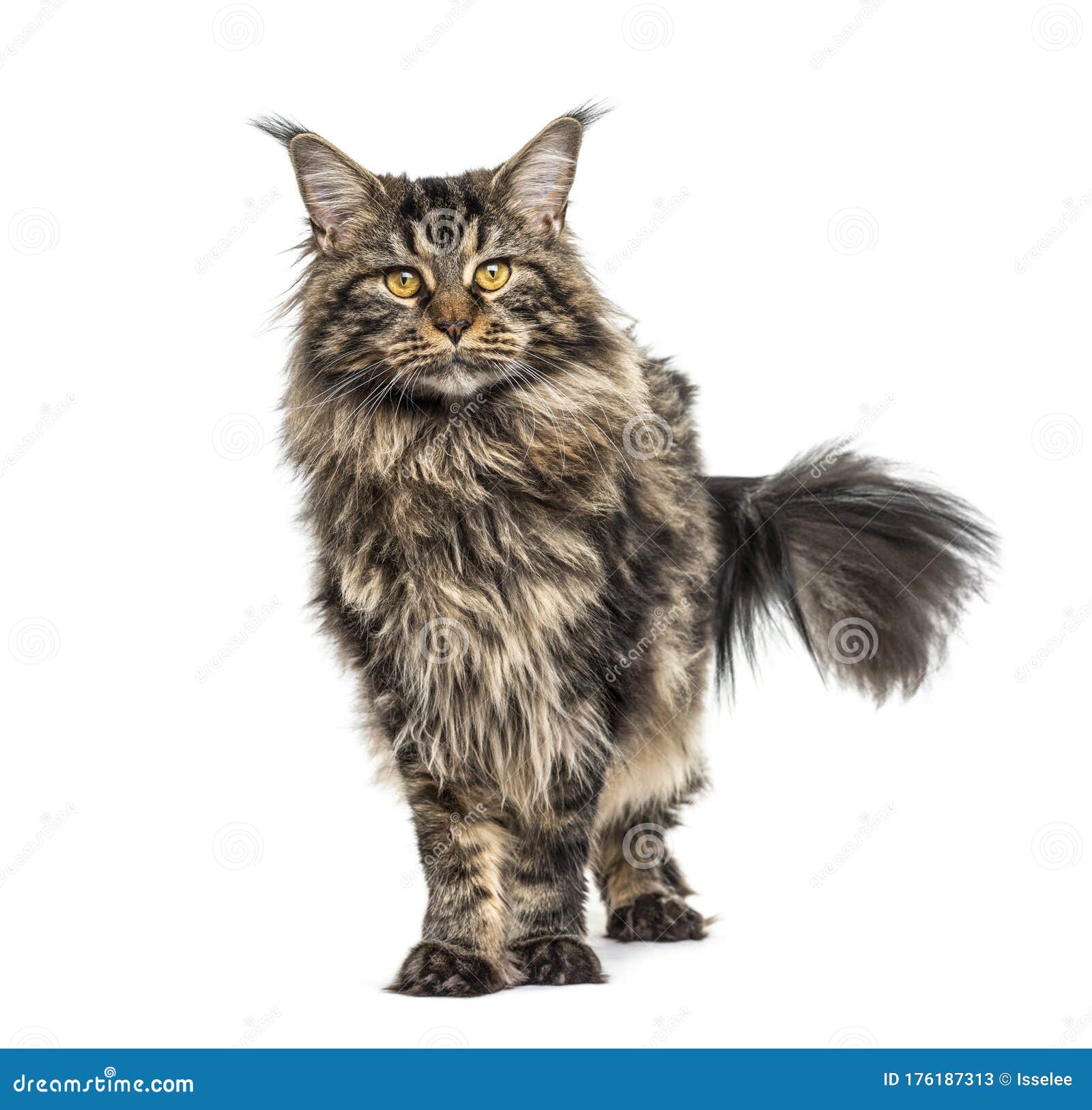 Standing Maine Coon, Isolated Stock Image - Image of white, purebred ...