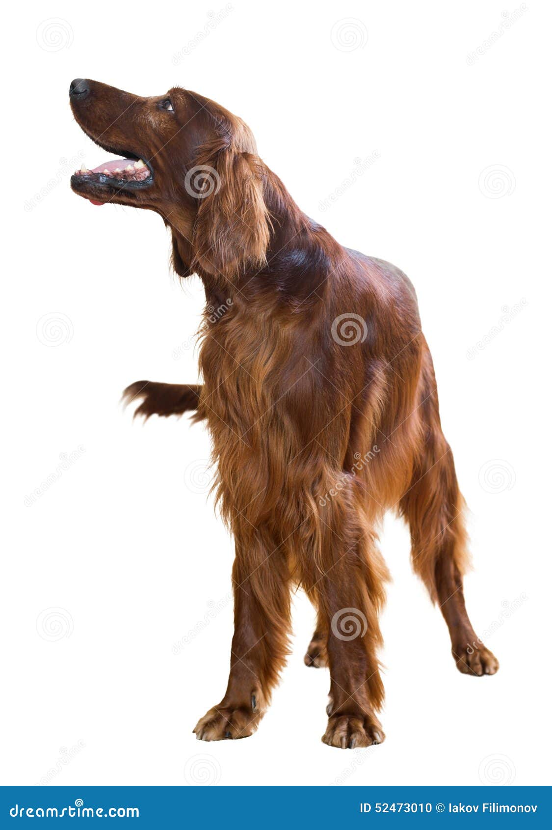 Standing Male Red Irish Setter Stock Photo - Image of animal, plum ...