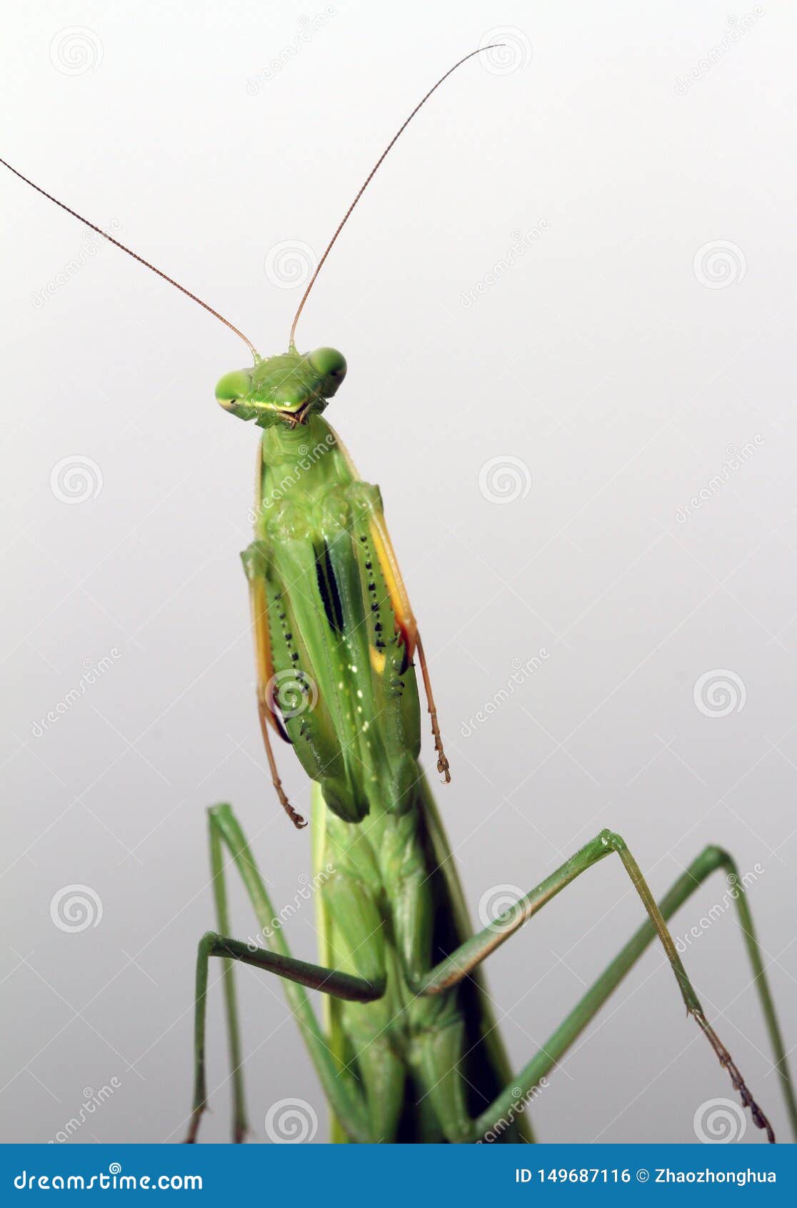 Standing on the mantis stock photo. Image of detail - 149687116