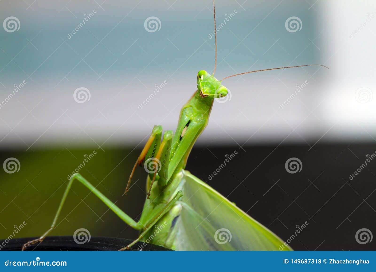 Standing on the mantis stock photo. Image of gesture - 149687318