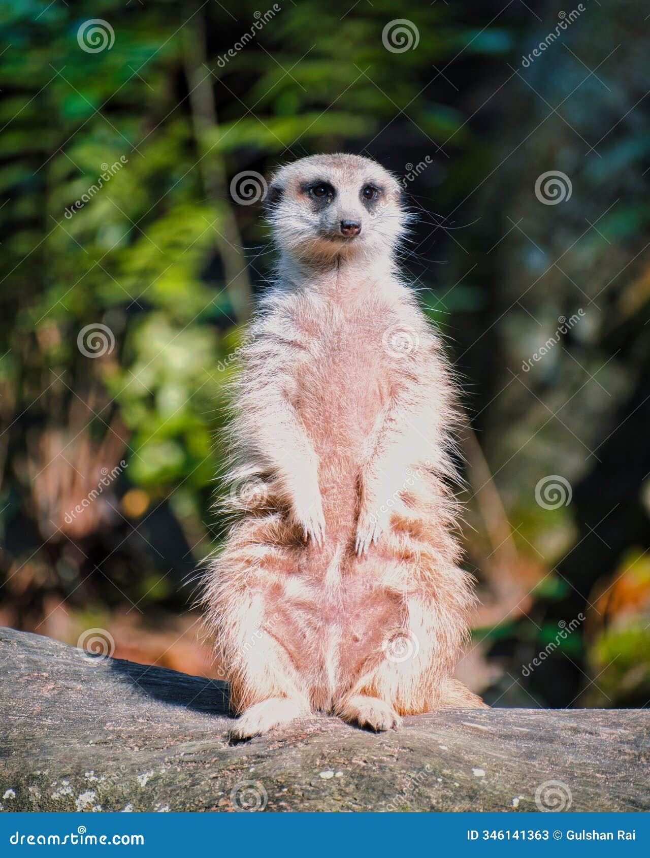 A standing Marakeet stock image. Image of wildlife, carnivore - 346141363