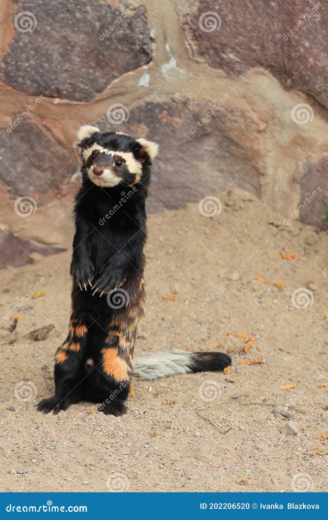 Standing marbled polecat stock photo. Image of standing - 202206520