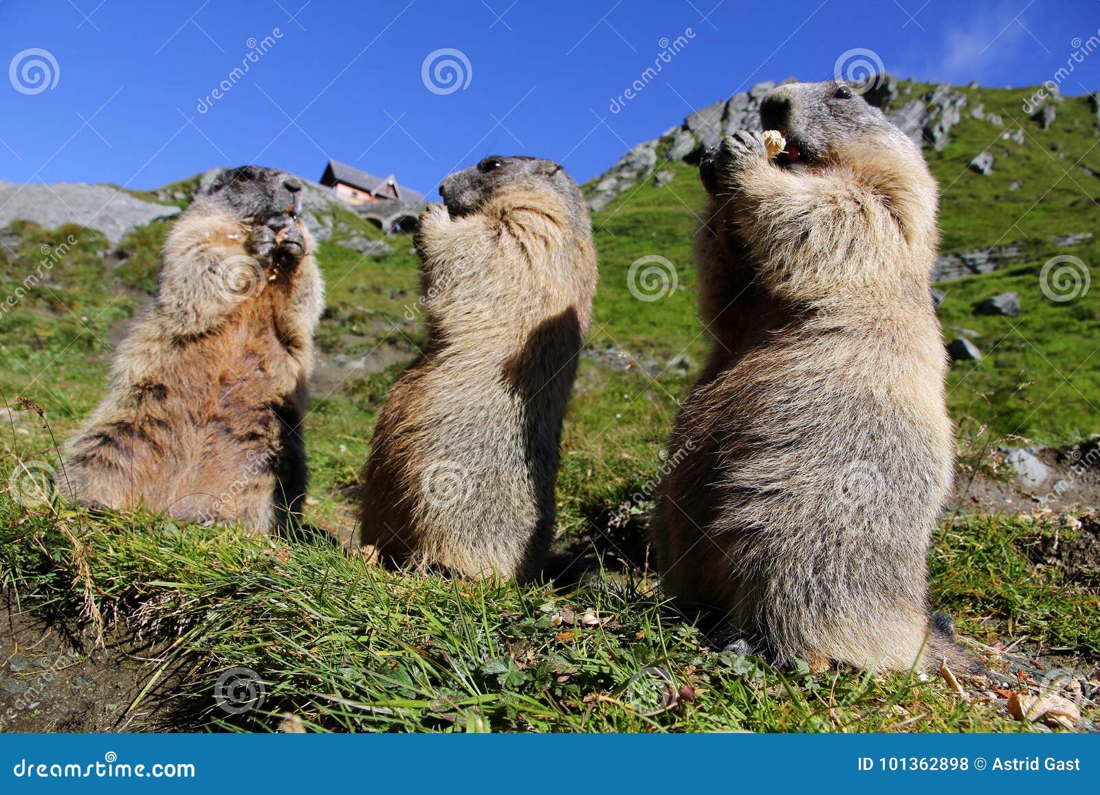 Standing Marmots in the Mountains Eat with Their Paws Stock Photo ...