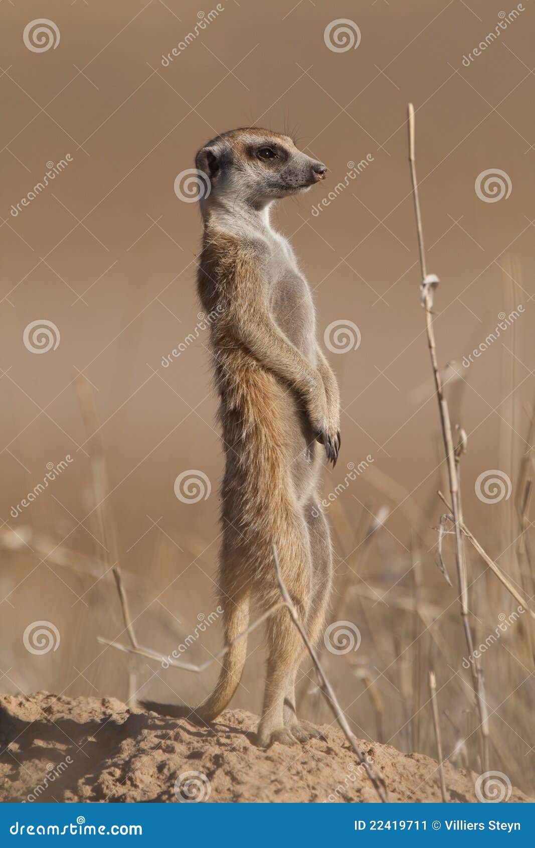 Standing meerkat stock image. Image of wildlife, ears - 22419711