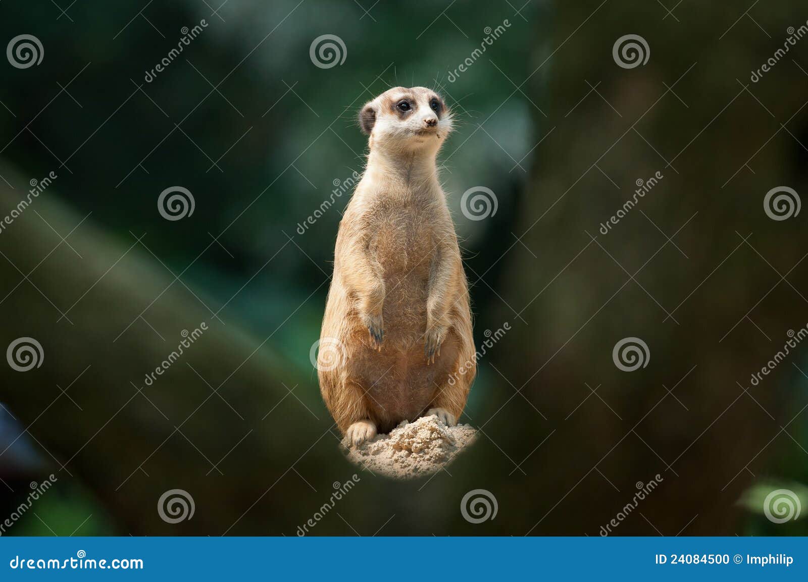 Standing Meerkat stock photo. Image of alert, profile - 24084500