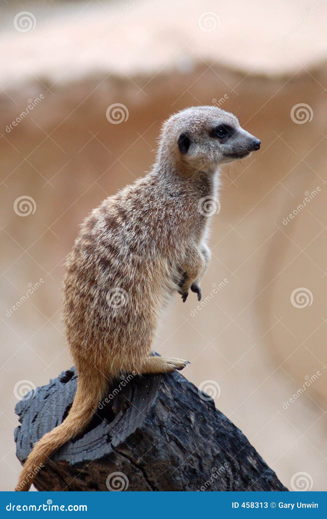 Standing Meerkat Royalty-Free Stock Photo | CartoonDealer.com #458313
