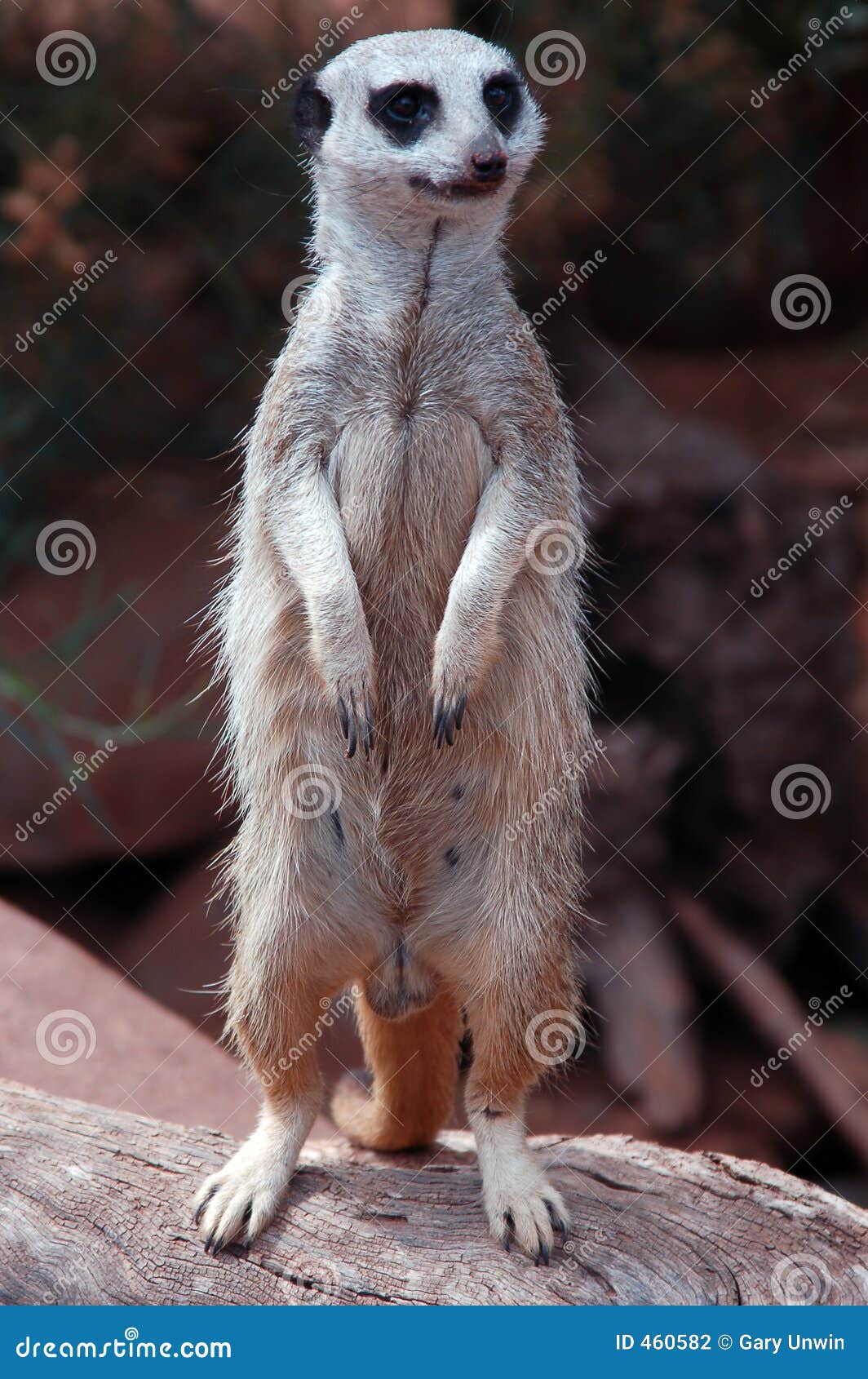 Standing Meerkat stock photo. Image of upright, duty, single - 460582