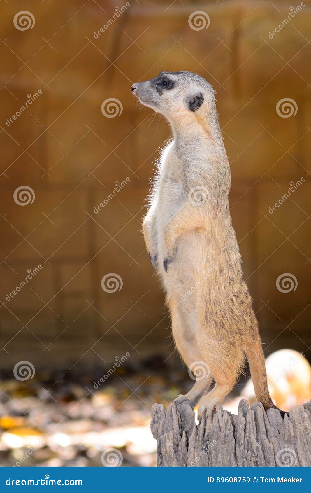 Standing meerkat stock image. Image of meerkat, paws - 89608759
