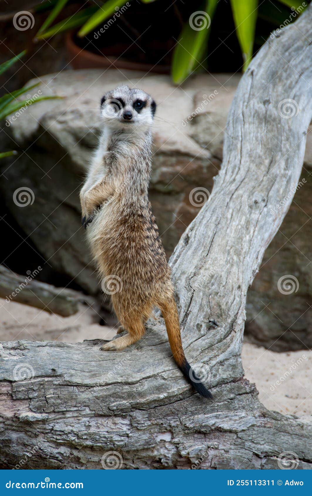 A Standing Meerkat stock image. Image of cute, ground - 255113311