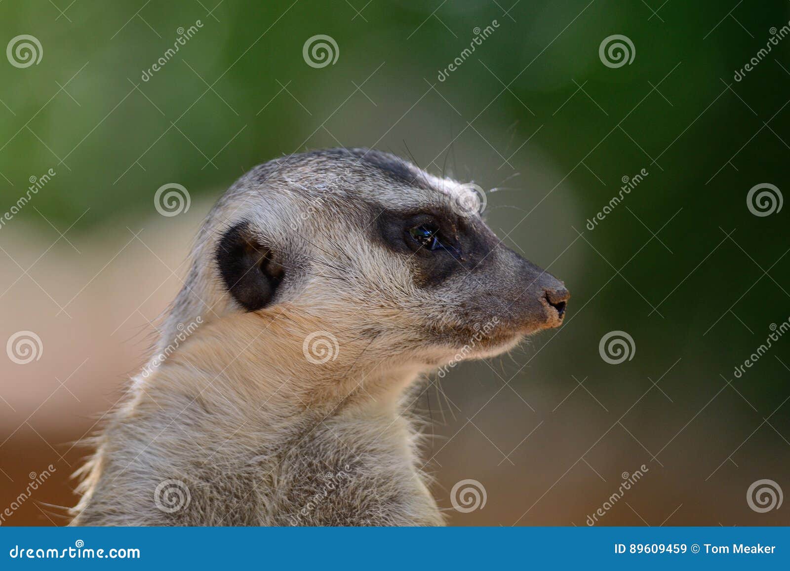 Standing meerkat stock image. Image of cute, close, natural - 89609459