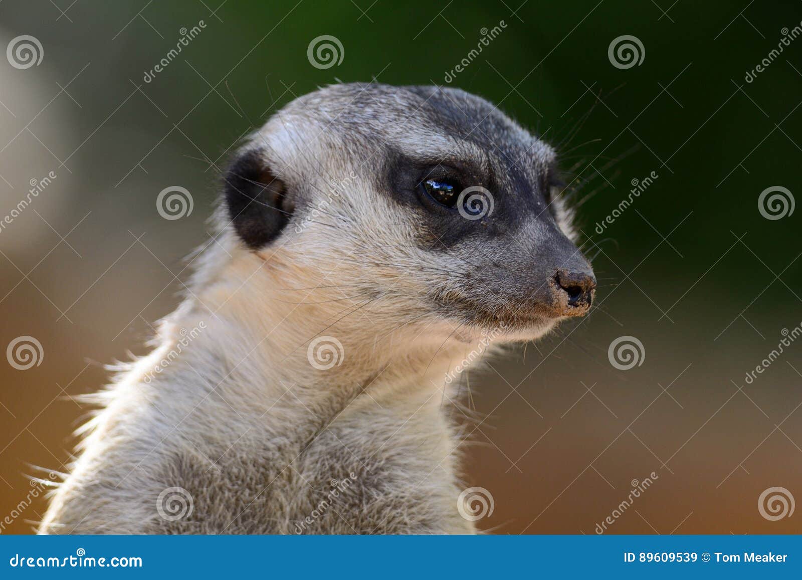 Standing meerkat stock image. Image of close, meerkat - 89609539