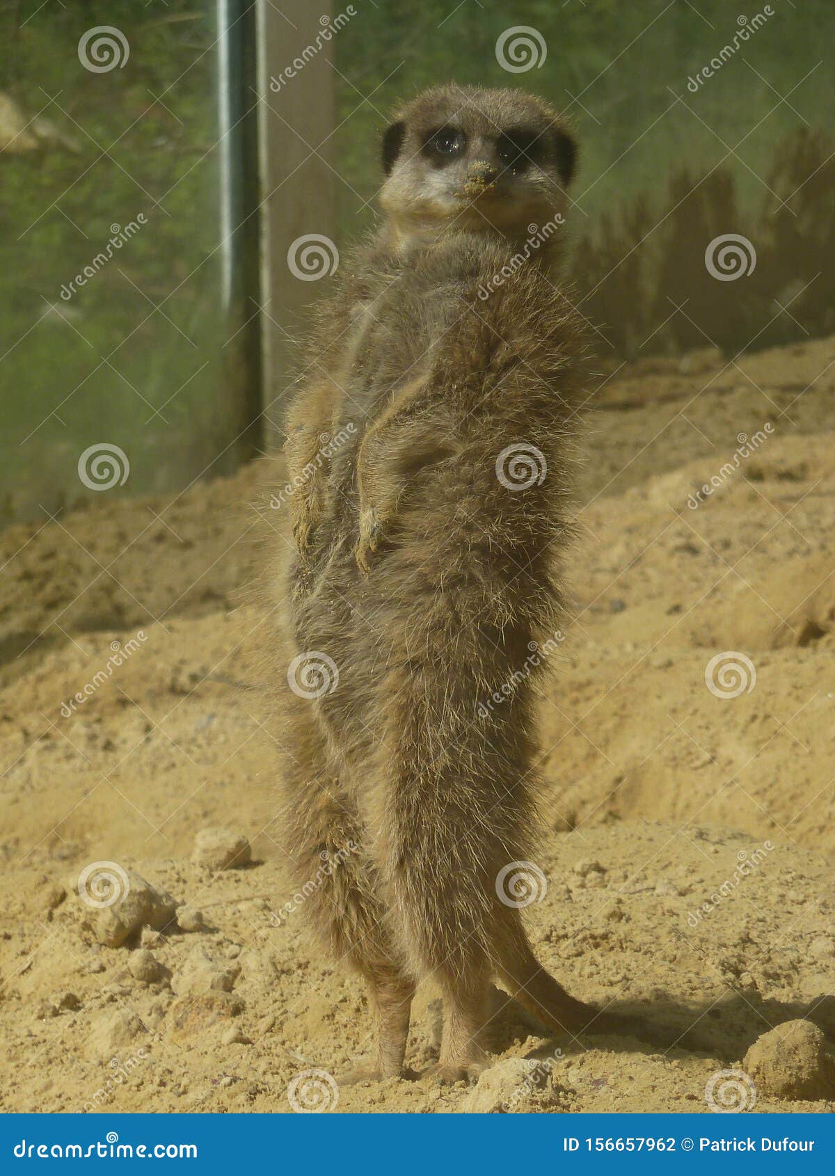 A Standing Meerkat Keeps Its Territory Stock Photo - Image of brown ...
