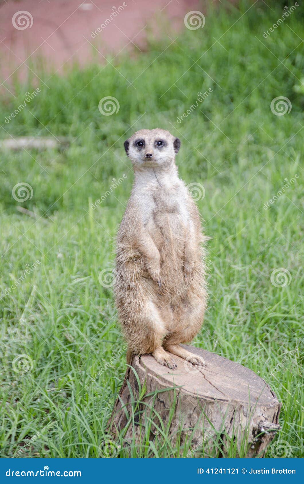 Standing meerkat stock image. Image of meerkat, paws - 41241121