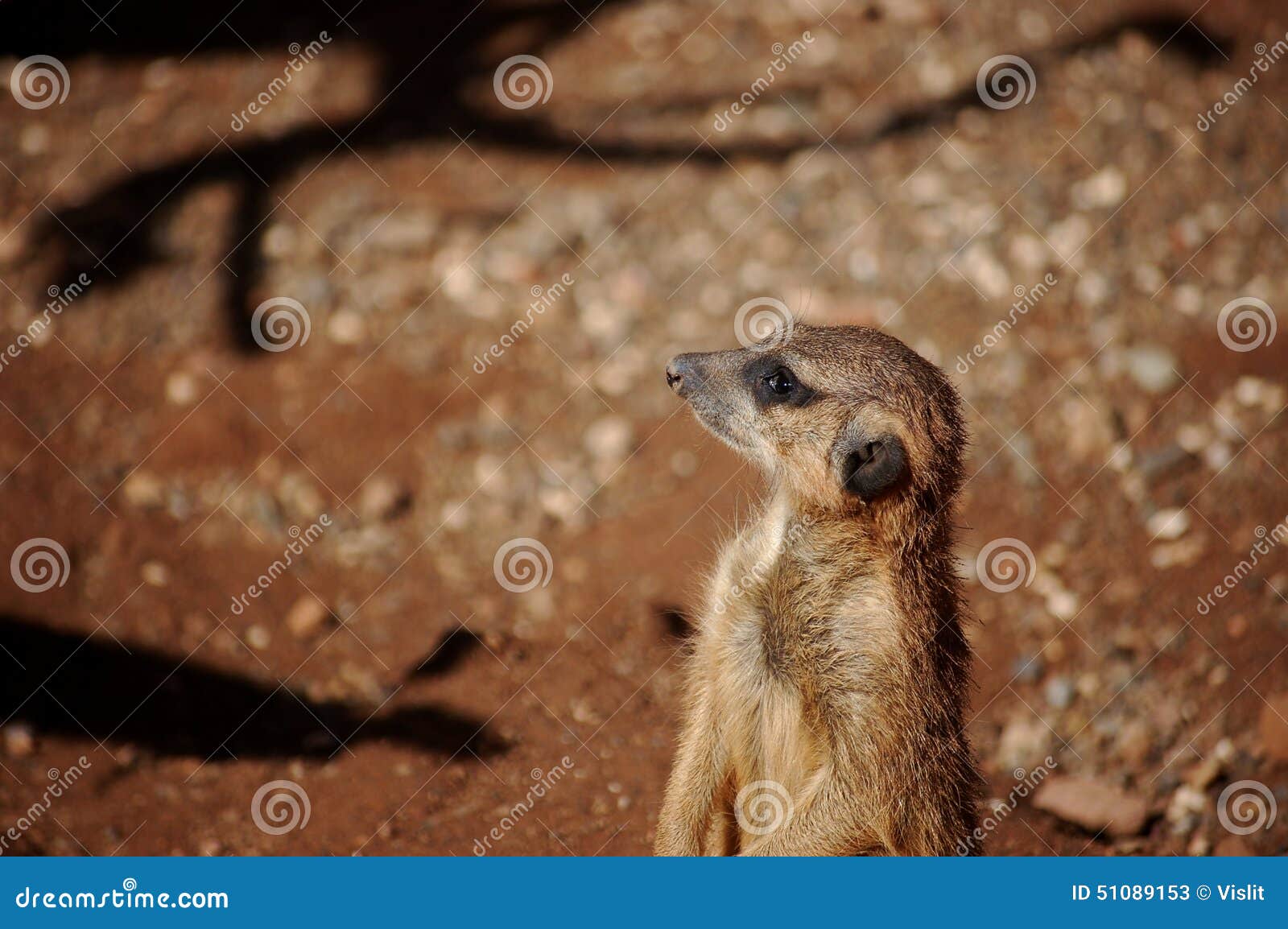 Standing meerkat stock image. Image of looking, africa - 51089153