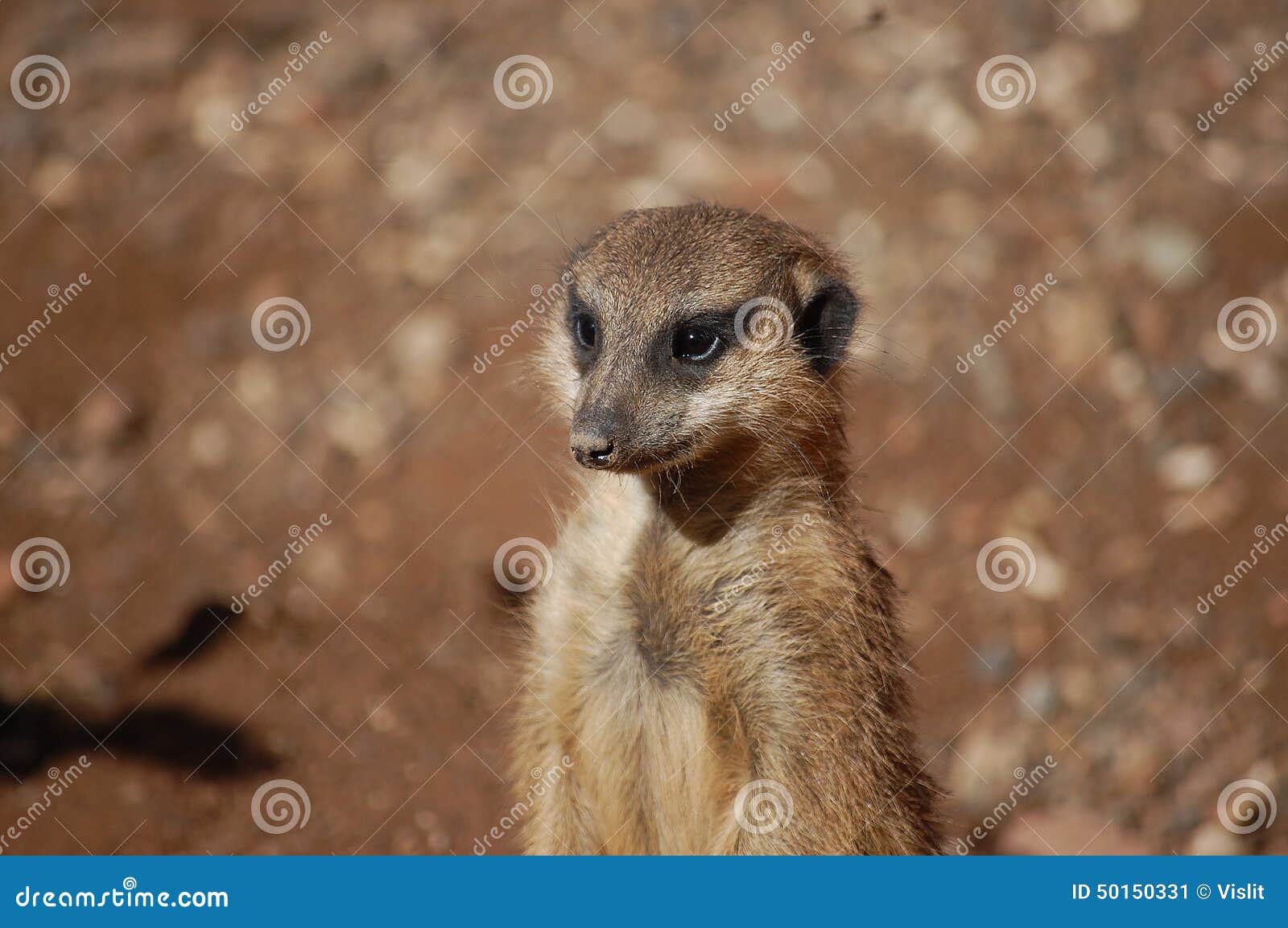 Standing meerkat stock image. Image of brown, standing - 50150331