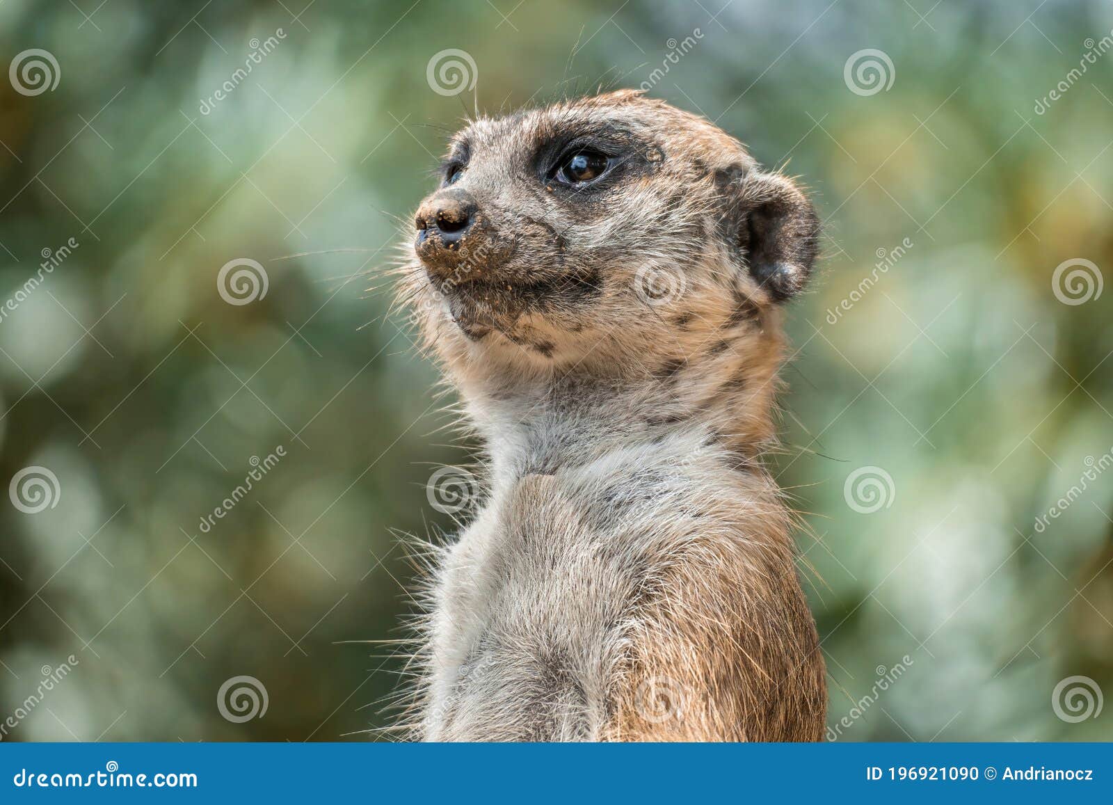 Standing Meerkat Watching Around Stock Photo - Image of funny, guarding ...