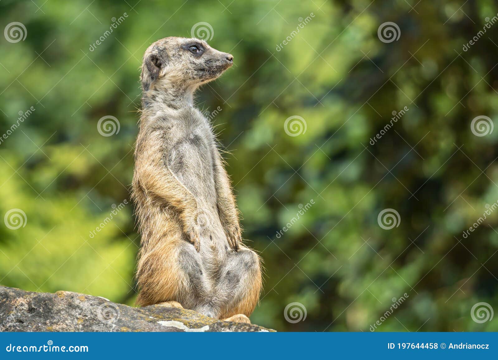 Standing Meerkat Watching Around Stock Photo - Image of wilderness ...