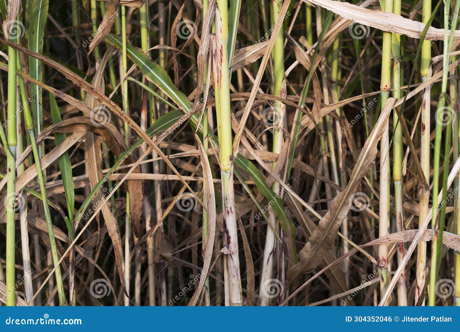 Huge Green Crop of Millets Field Stock Photo - Image of pearls, divided ...