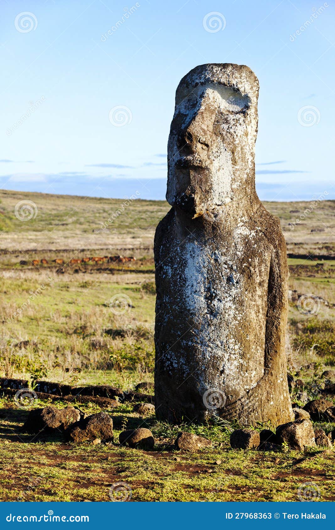 One Standing Moai In Evening Sunlight Stock Photography | CartoonDealer ...