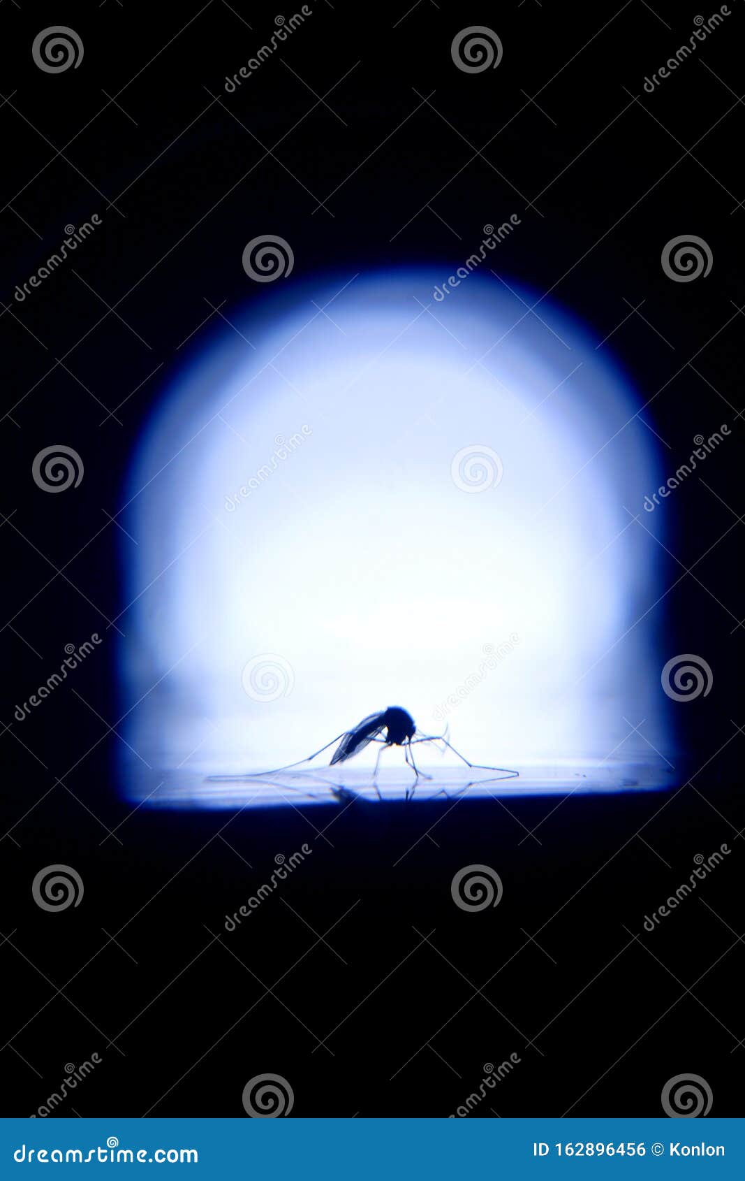 A Standing Mosquito in Front of a Blue Spotlight Stock Photo - Image of ...