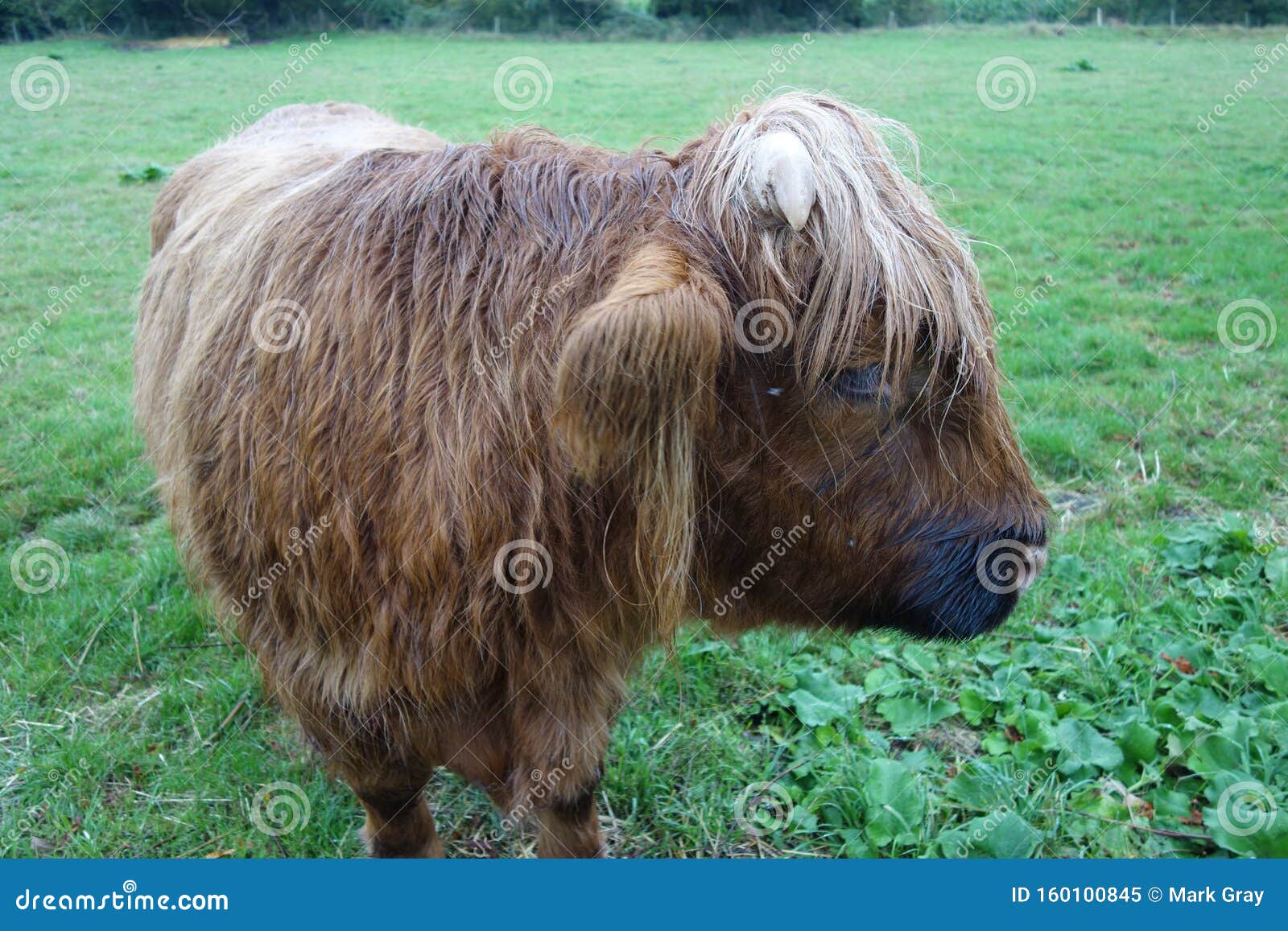 Standing in My Field stock image. Image of hair, bull - 160100845